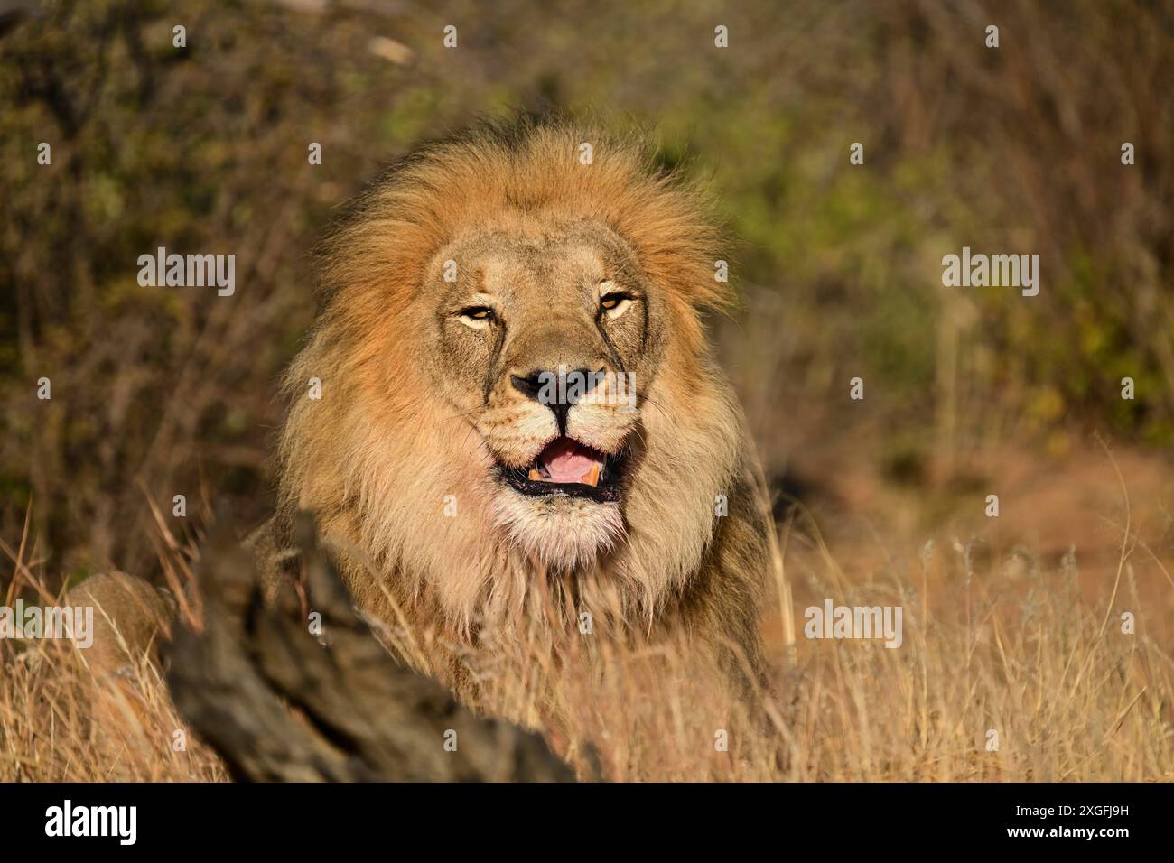 Lion (Panthera leo) male, lying in the tall grass in the savannah ...
