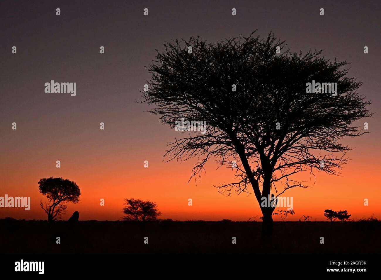 Marula tree at sunset, Namibia Stock Photo - Alamy