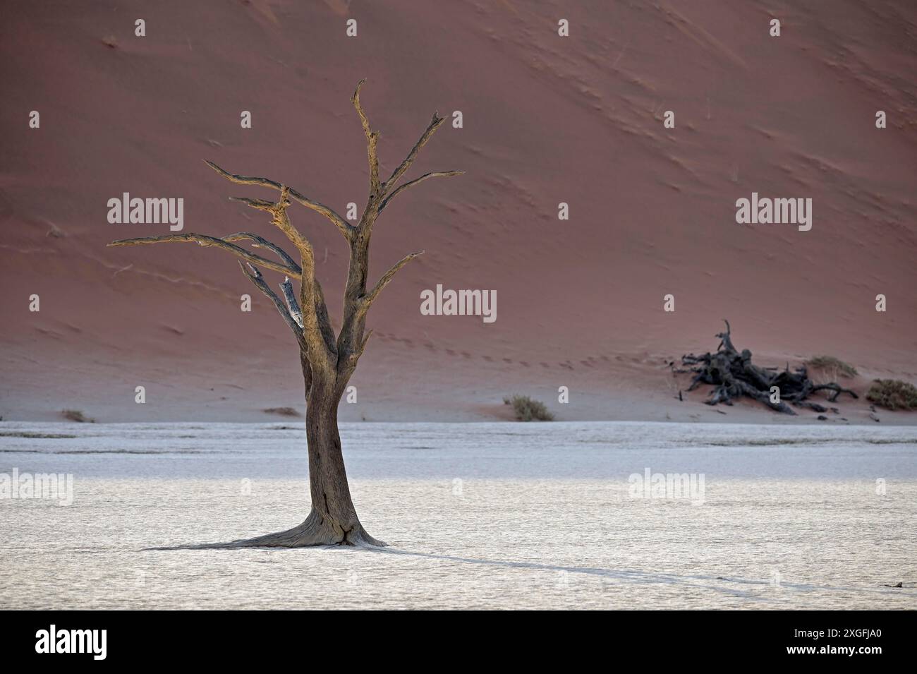 Dead camel thorn tree in the Deadvlei, Namib Desert, Namibia Stock ...