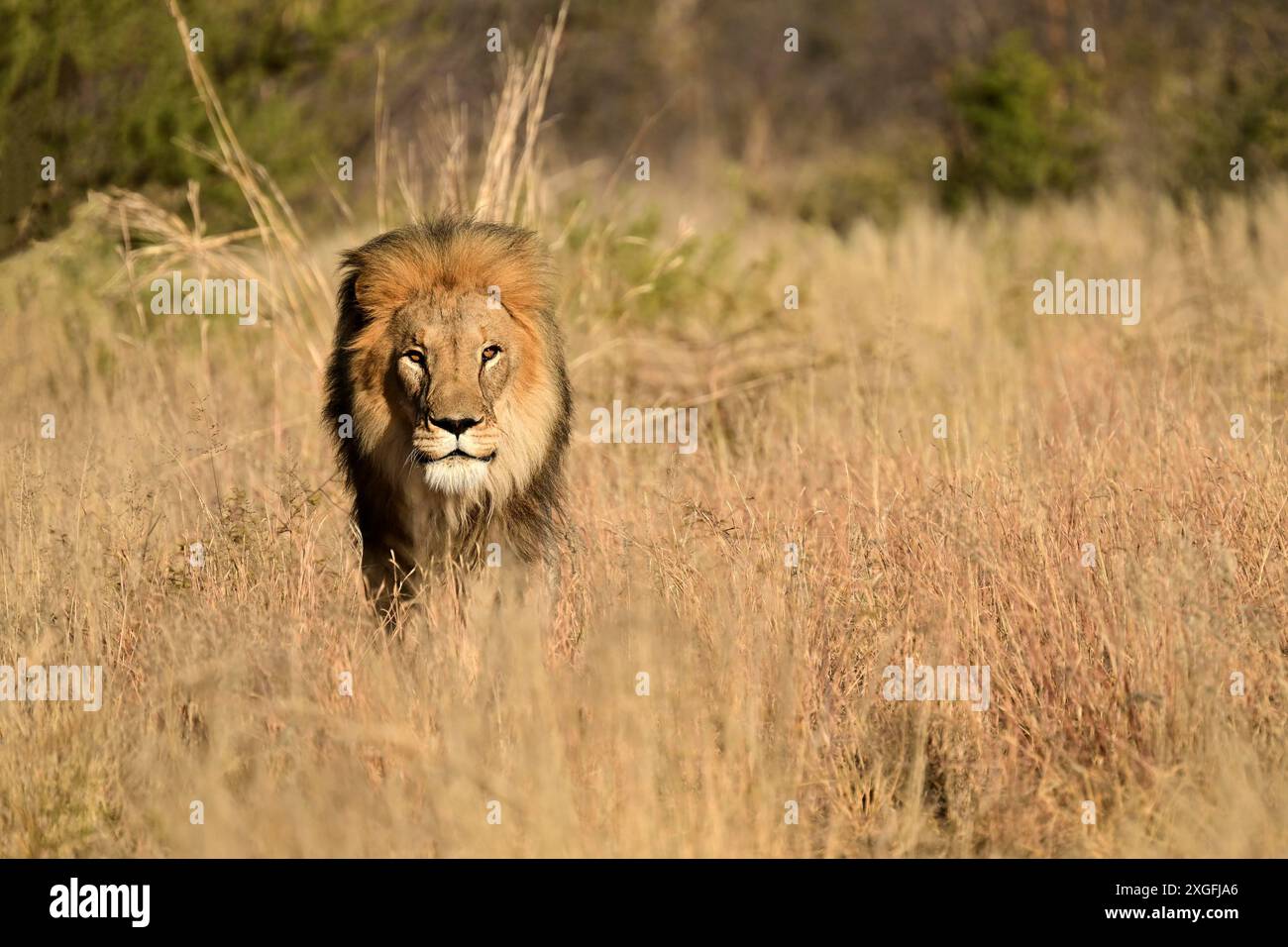 Male lion (Panthera leo) pacing through the tall grass in the savannah ...