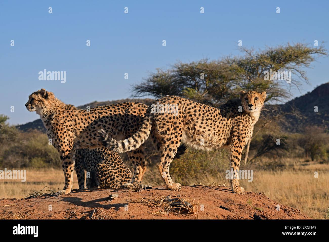Three cheetahs (Acinonyx Jubatus) stand on a hill and look into the ...