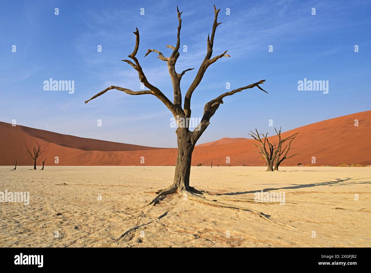 Dead camel thorn tree in the Deadvlei, Namib Desert, Namibia Stock ...