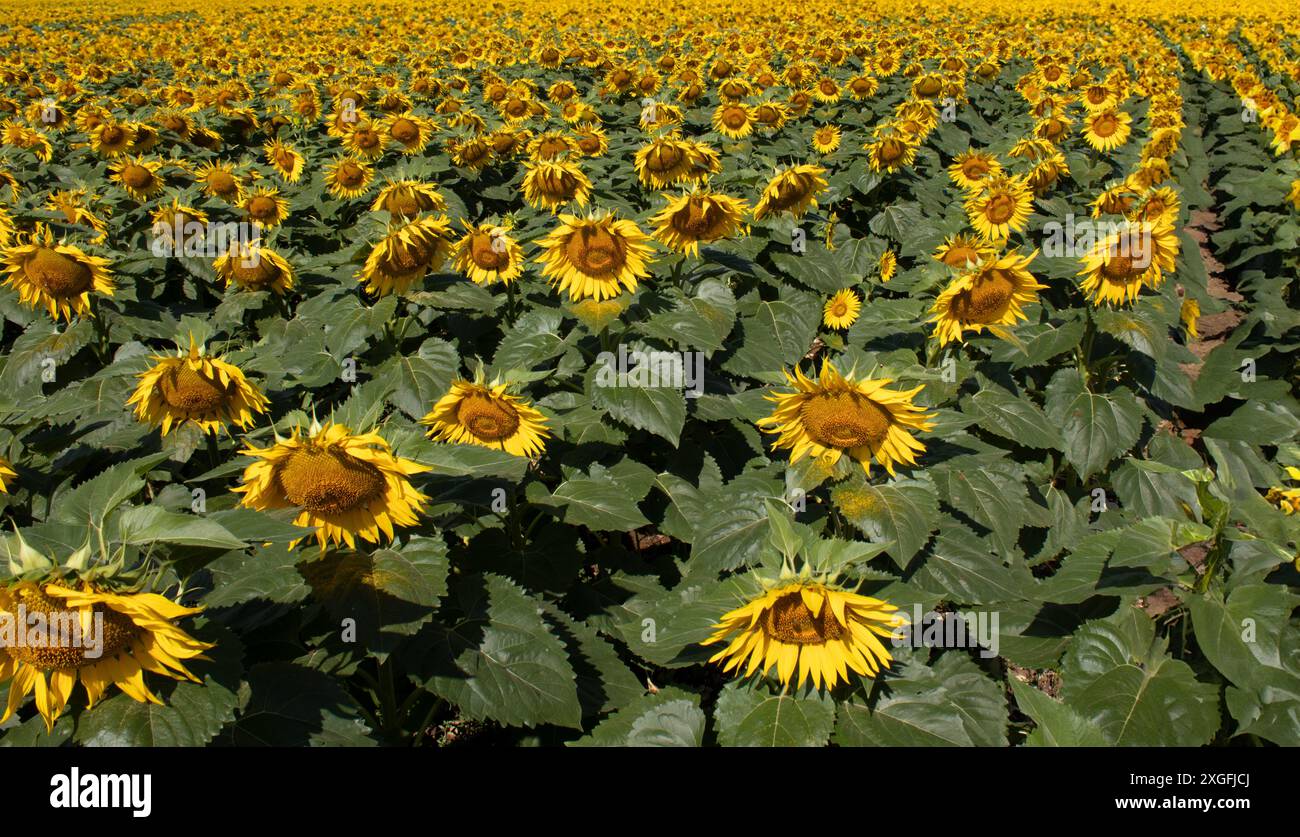 Sunflower field sky blue horizon hi-res stock photography and images ...