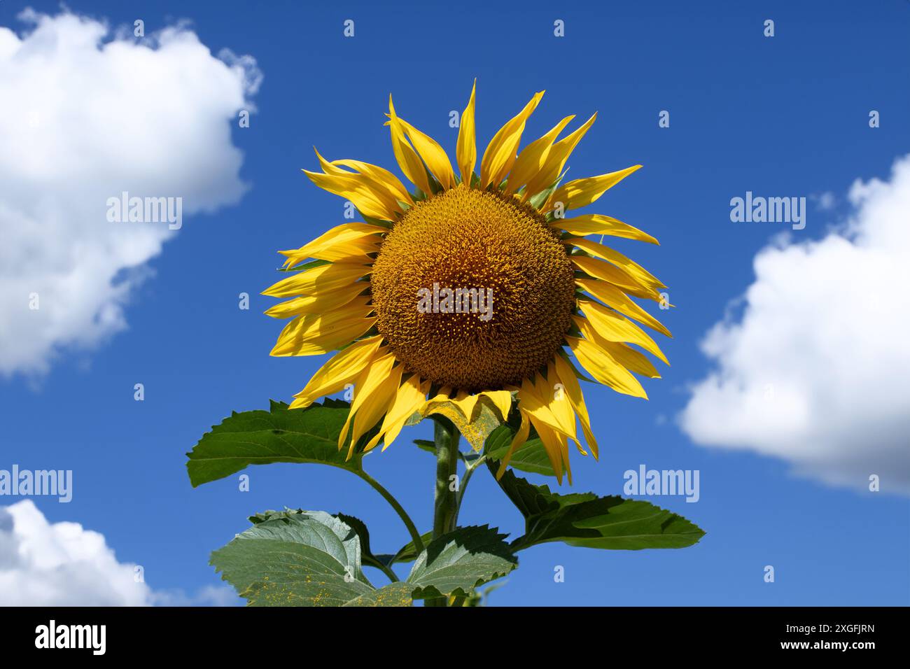 Sunflower blossom viewed from below against blue sky Stock Photo - Alamy