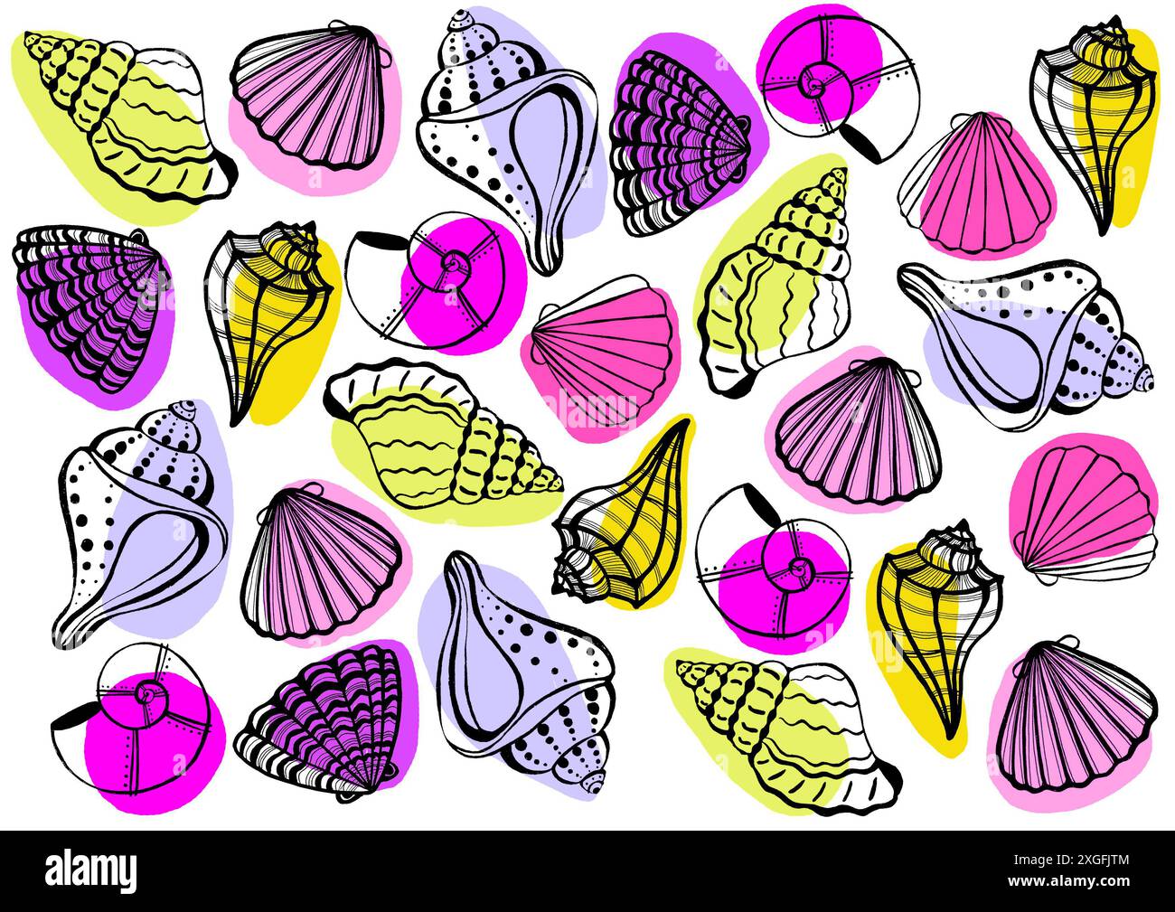 A set of different seashells on a white background. Black outline ...