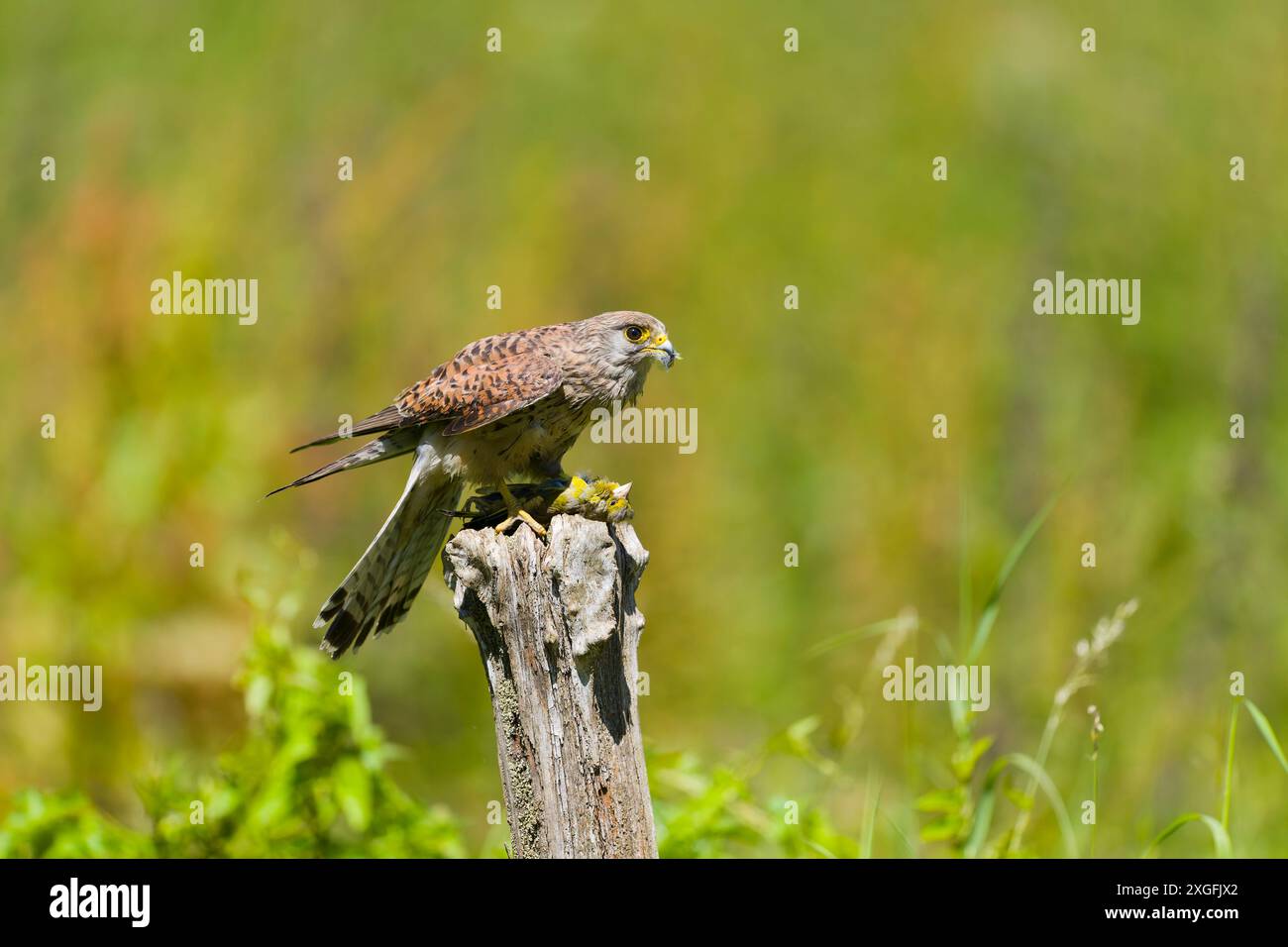 Common kestrel Falco tinnunculus, adult female perched on stump with European greenfinch Chloris ...