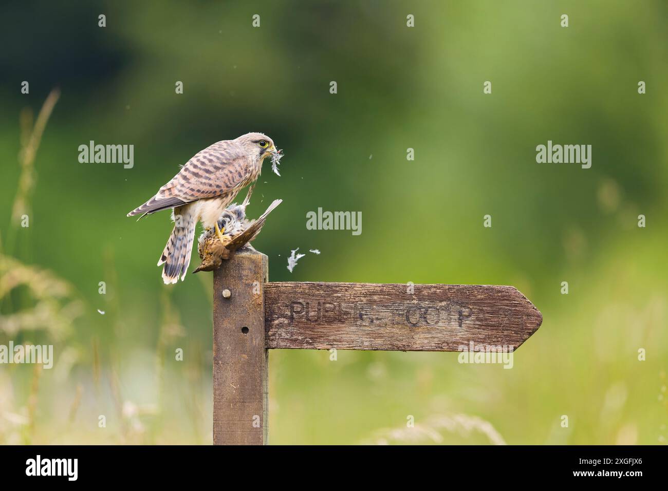 Common kestrel Falco tinnunculus, juvenile perched on sign post ...