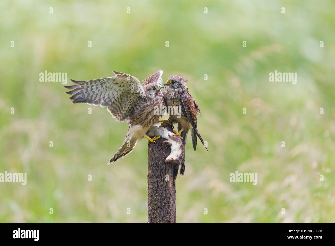 Common kestrel Falco tinnunculus, adult female and juvenile perched on ...