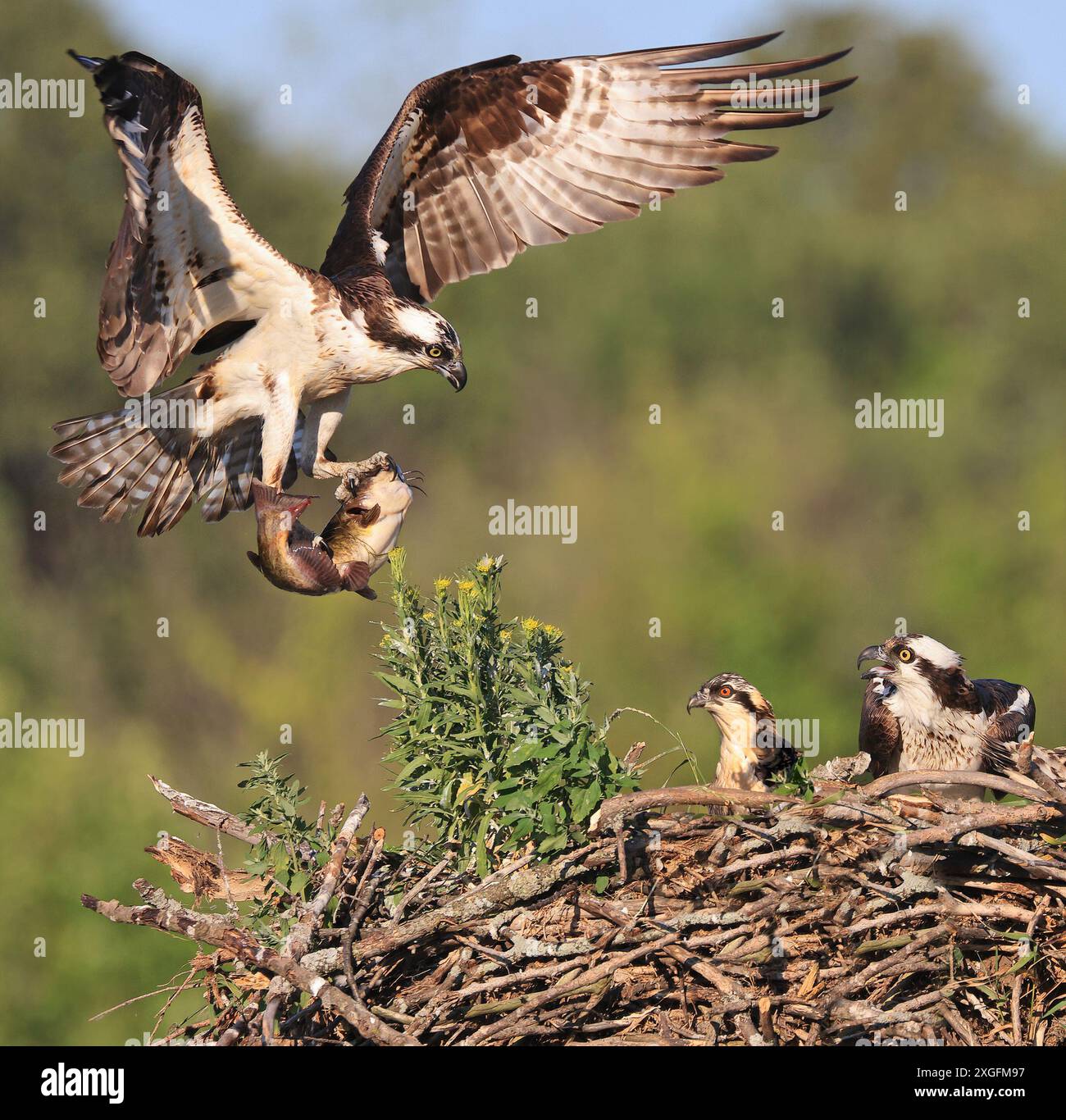 Osprey family into the nest, the male is landing with a fish, Canada ...
