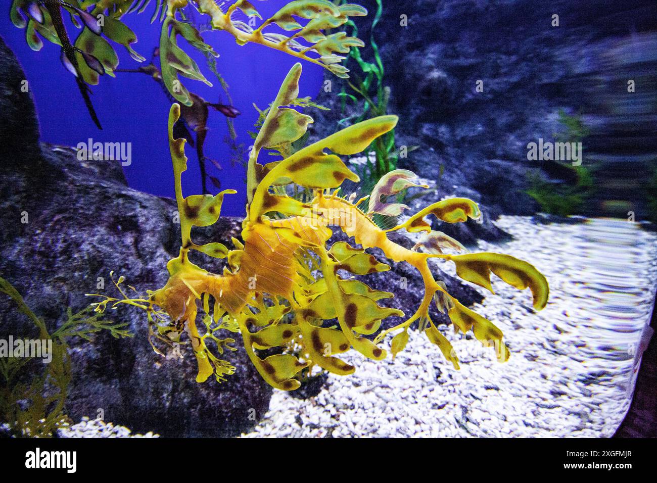 7 June 2008, Singapore, South East Asia: Leafy Sea Dragon Stock Photo ...