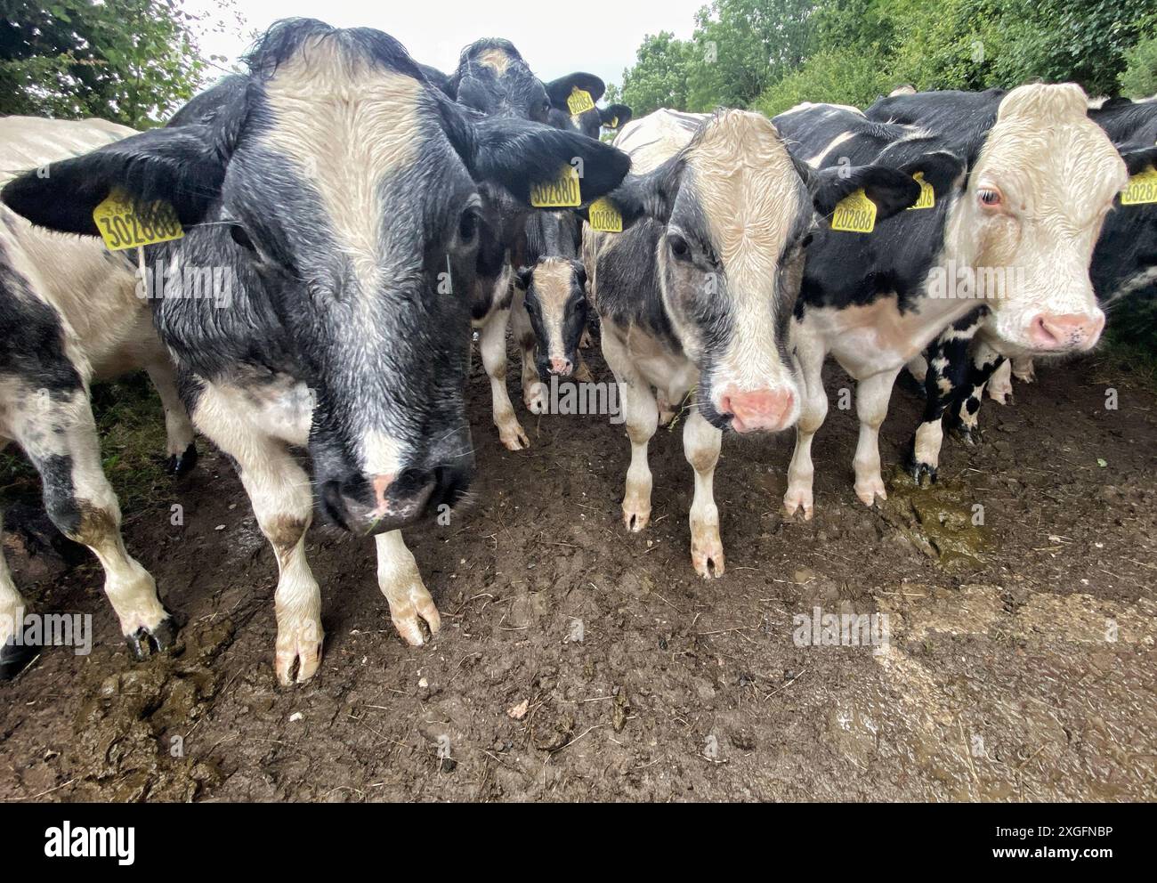Dunsford, Devon, UK. 08th July, 2024. UK Weather: Wet cows in muddy ...