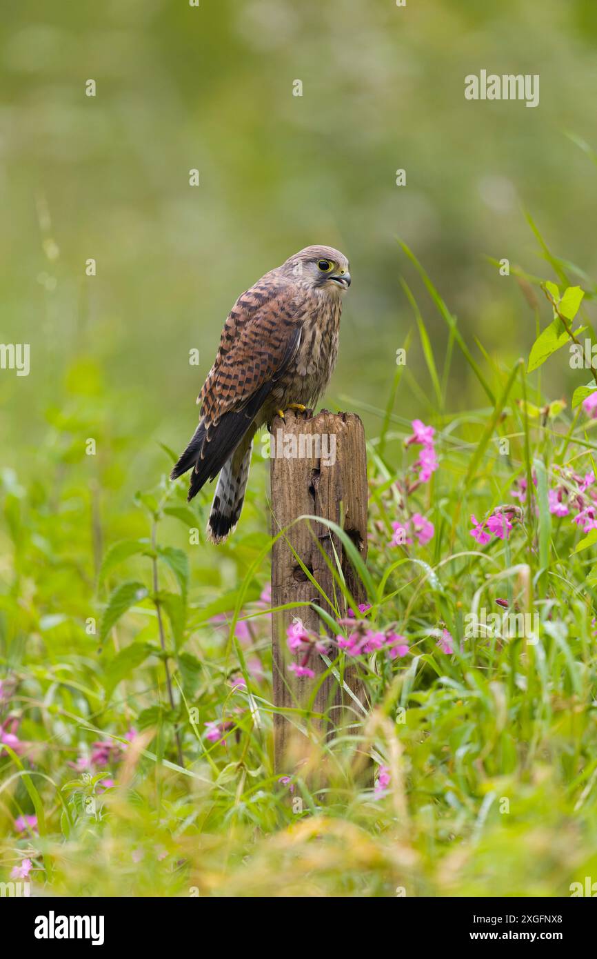Common kestrel Falco tinnunculus, juvenile perched on post among Red campion Silene dioica ...