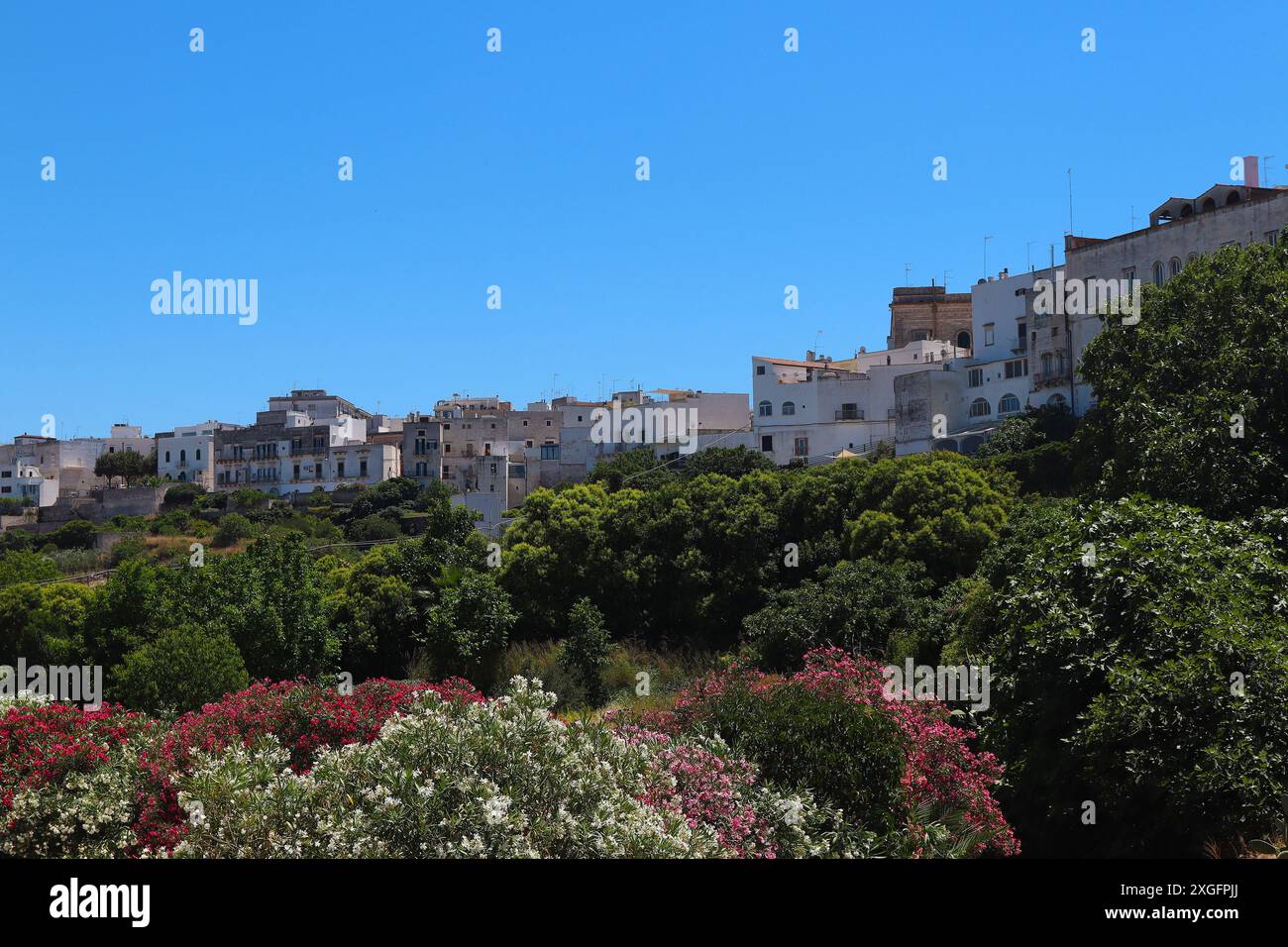 View at the Apulian town Ostuni on the hill with flowering oleander ...
