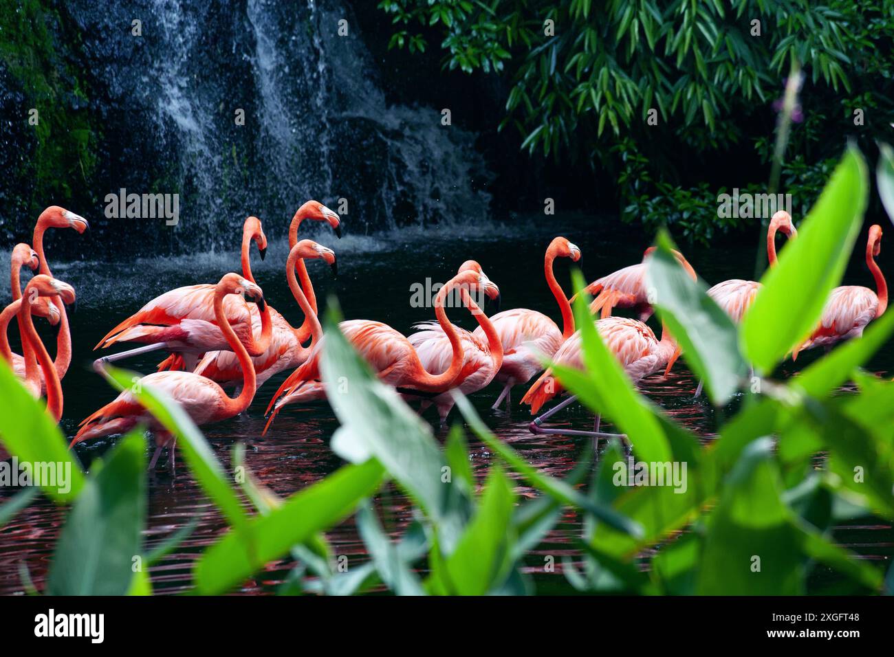 6 June 2008, Singapore, South East Asia: Flamingo at Jurong Bird Park ...
