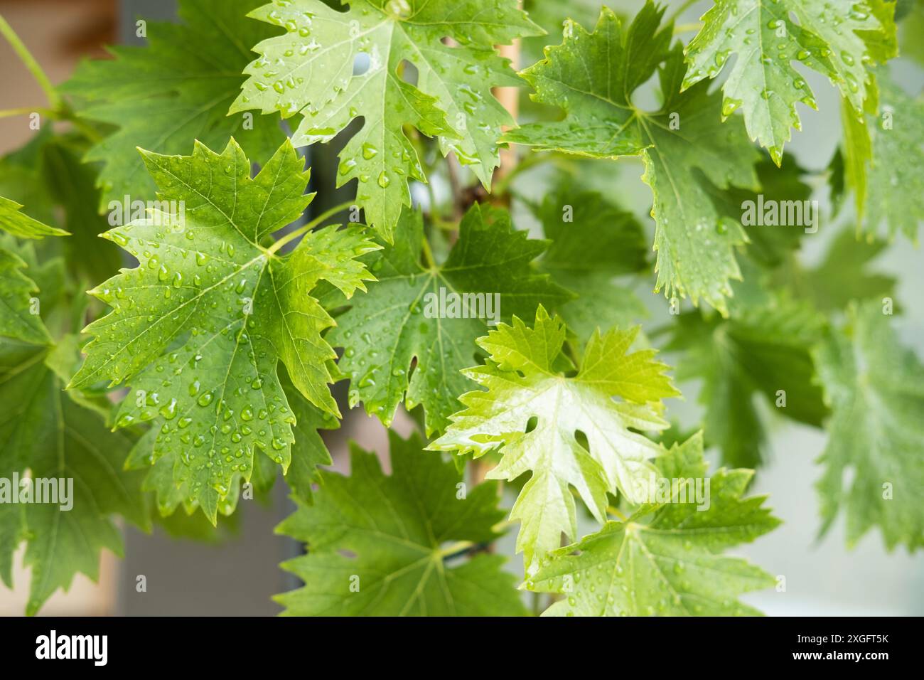 grapevine on the balcony Stock Photo - Alamy