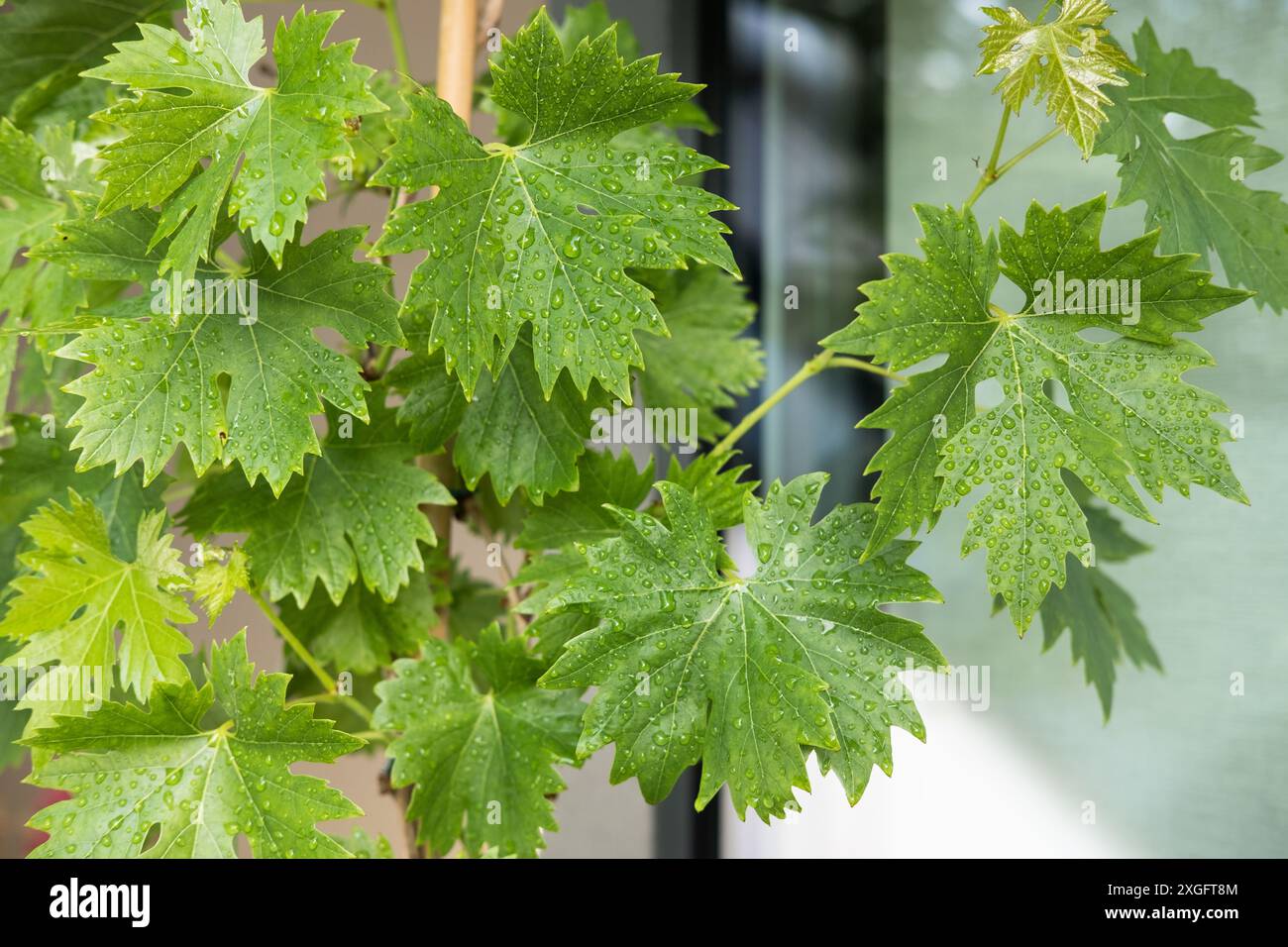 grapevine on the balcony Stock Photo - Alamy