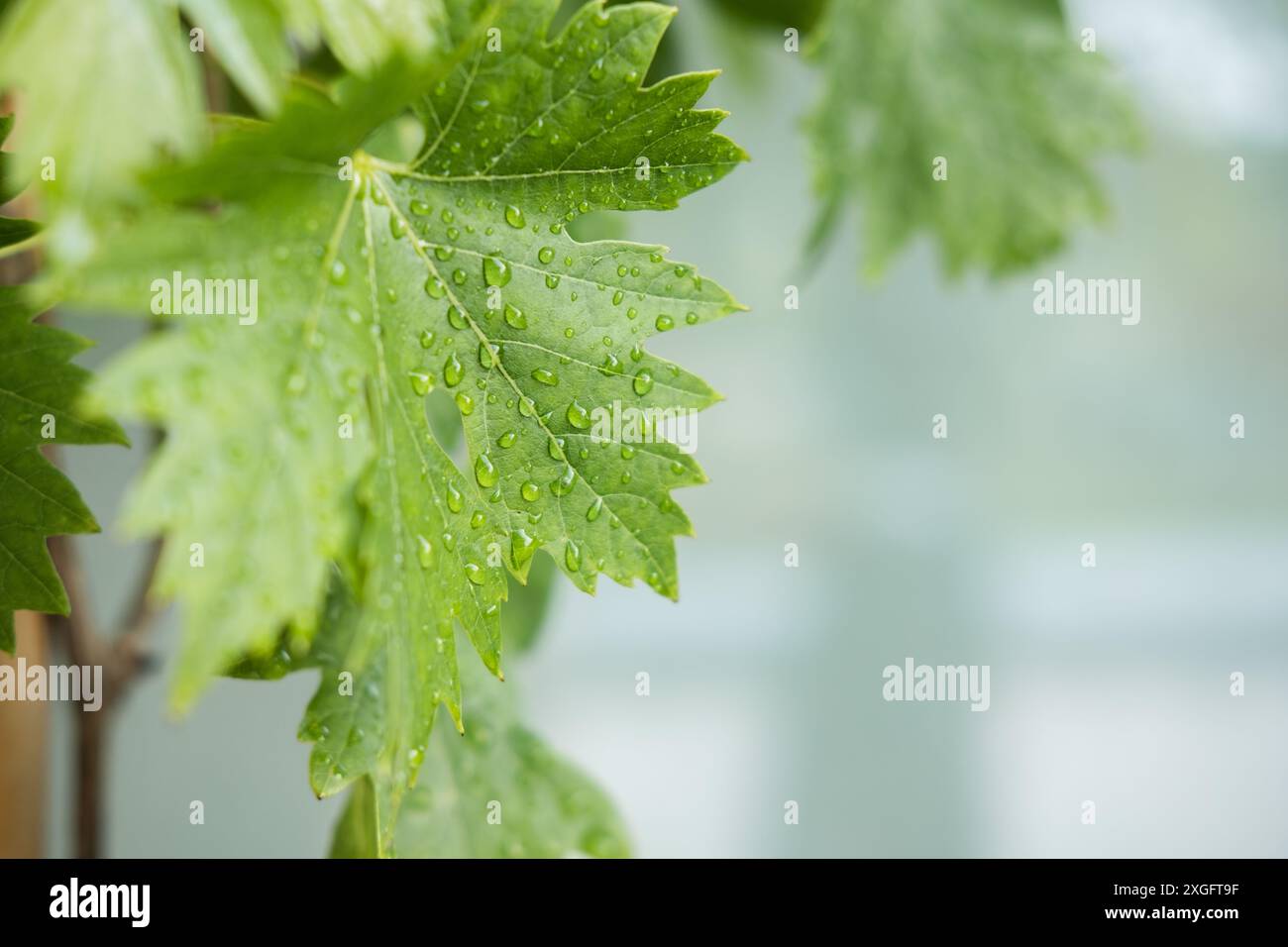 Balcony with grapevine hi-res stock photography and images - Alamy