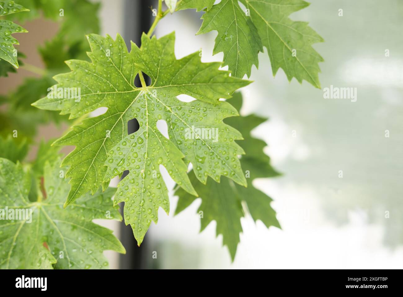 grapevine on the balcony Stock Photo - Alamy