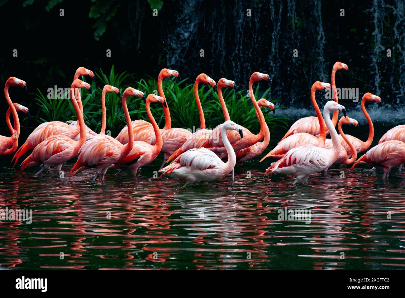 6 June 2008, Singapore, South East Asia: Flamingo at Jurong Bird Park ...