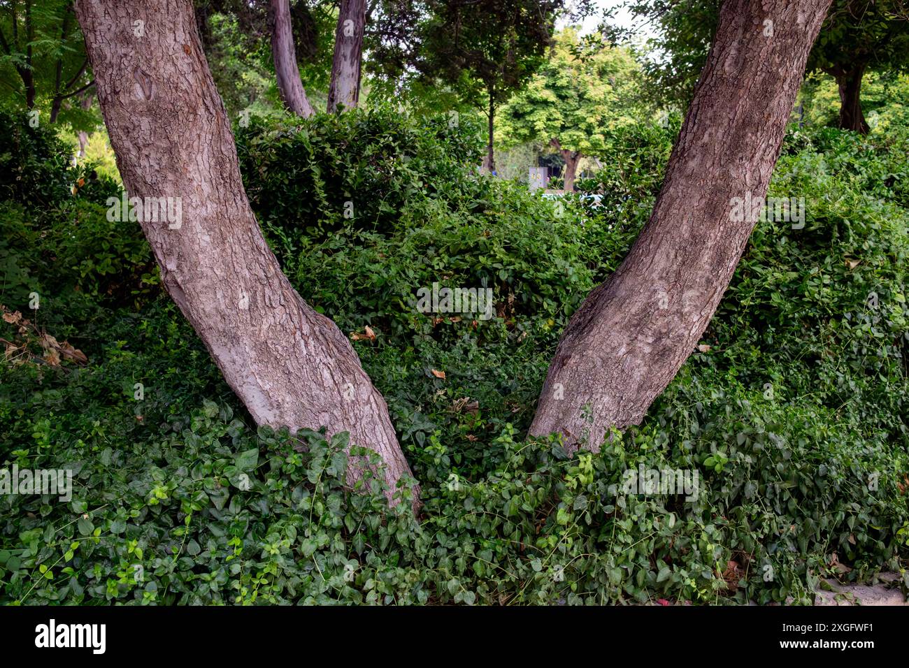 Walking up tree trunk hi-res stock photography and images - Alamy