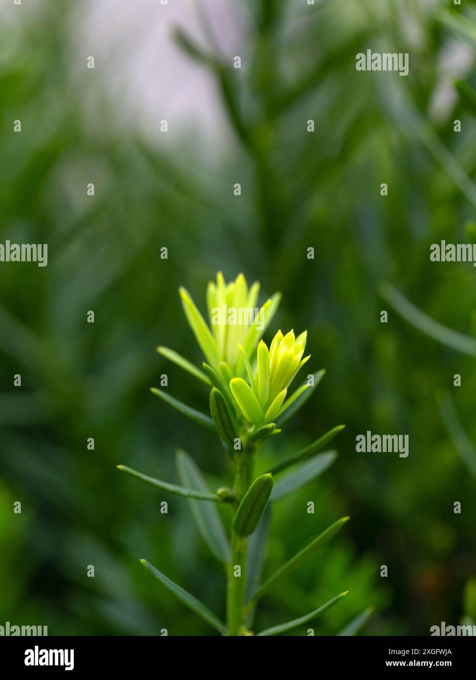 New growth on a Yew tree hedge (Taxus baccata Stock Photo - Alamy