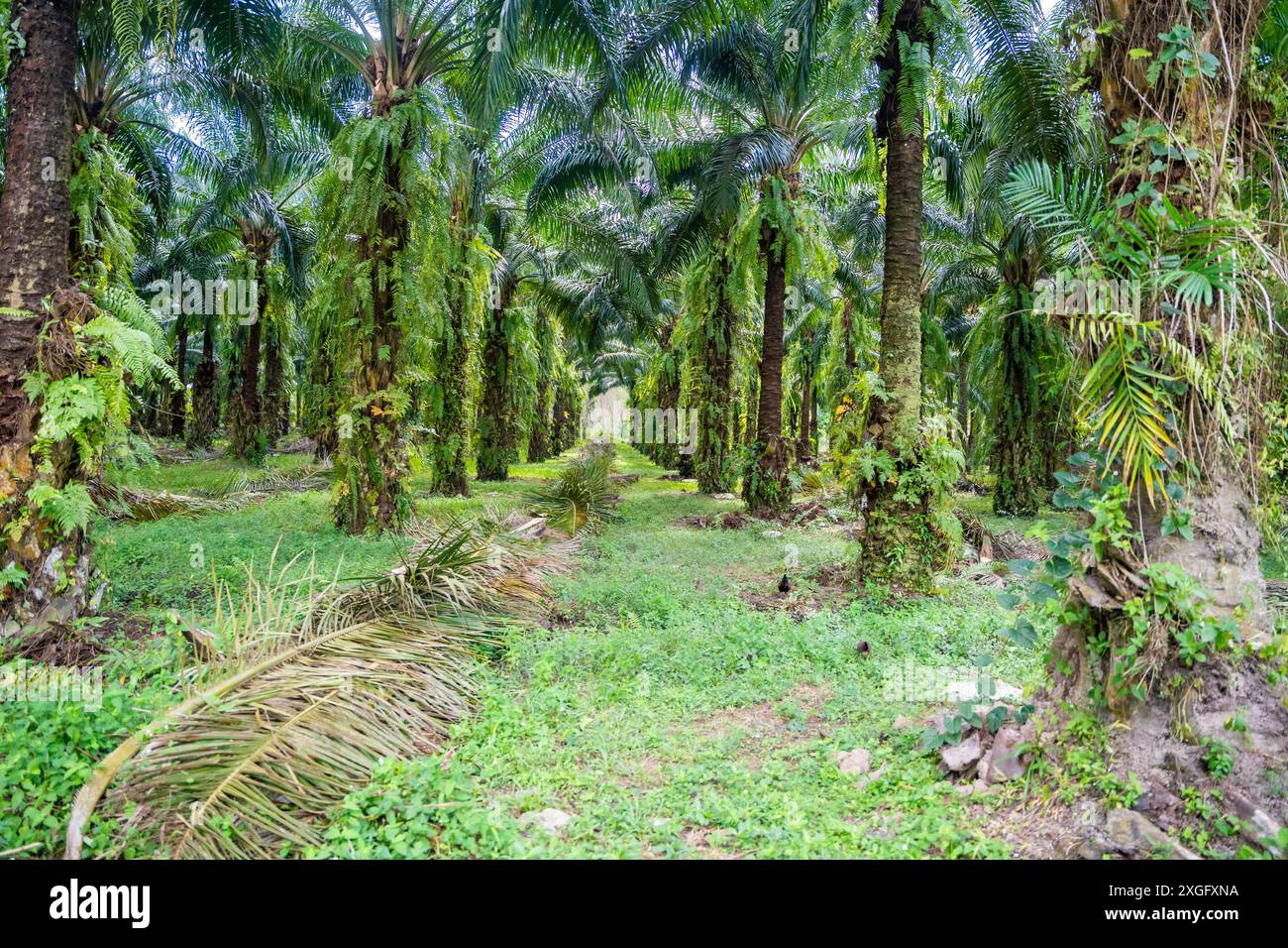 Palm oil trees under sunlight in plantation in Thailand, Asia Stock ...