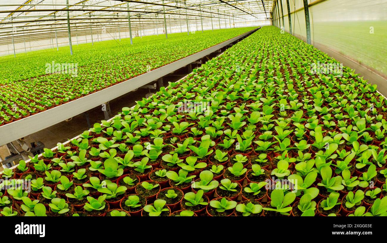 Growing Plants Cultivation, Dutch Greenhose, Holland, Netherlands ...