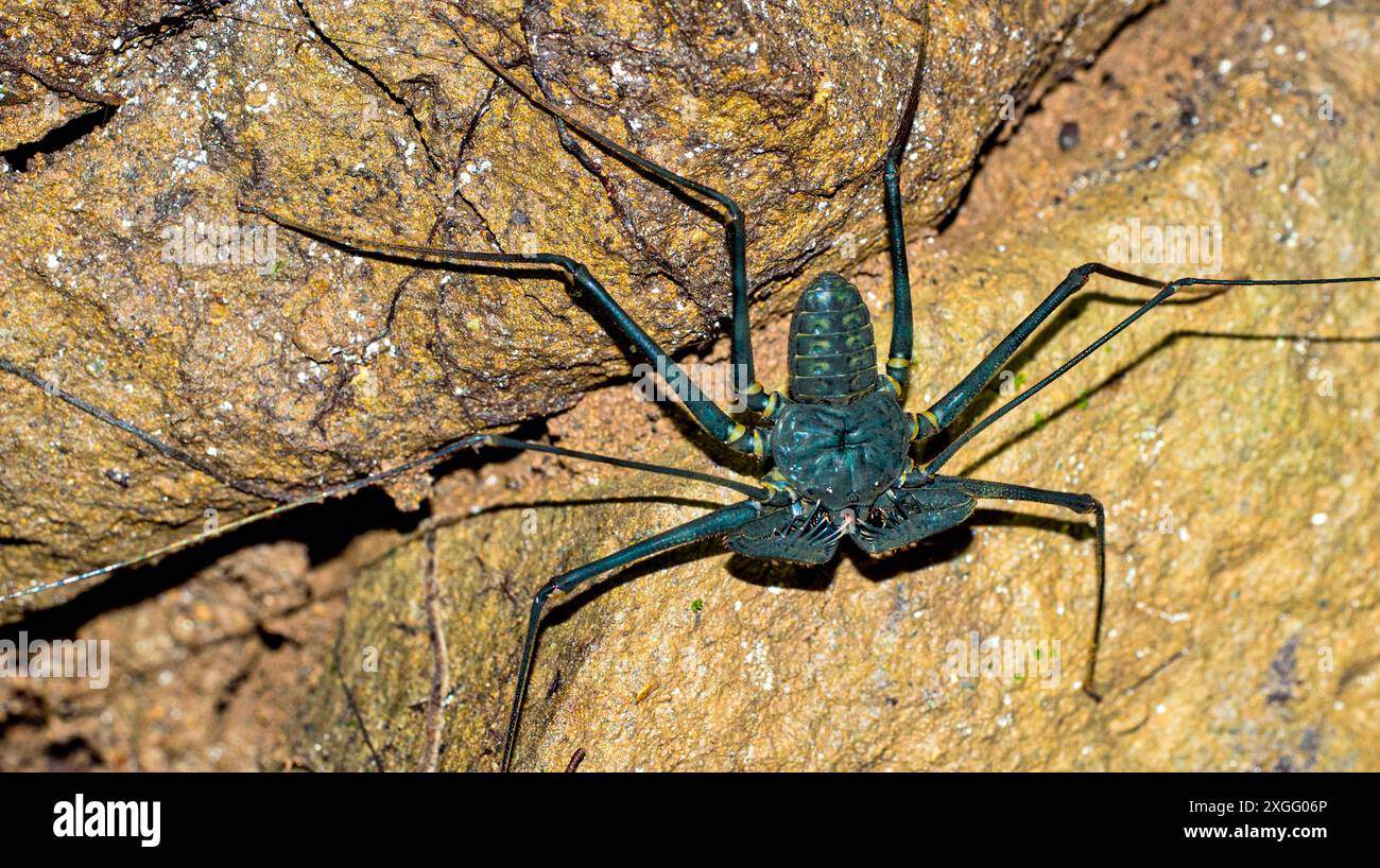 Whip spider hi-res stock photography and images - Alamy