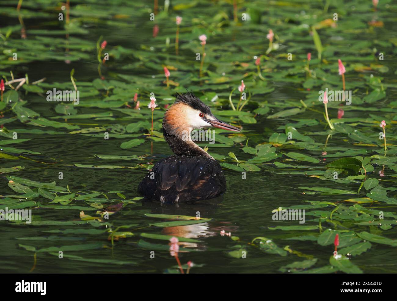 Great crested grebe swim through massed weeds underwater without any ...