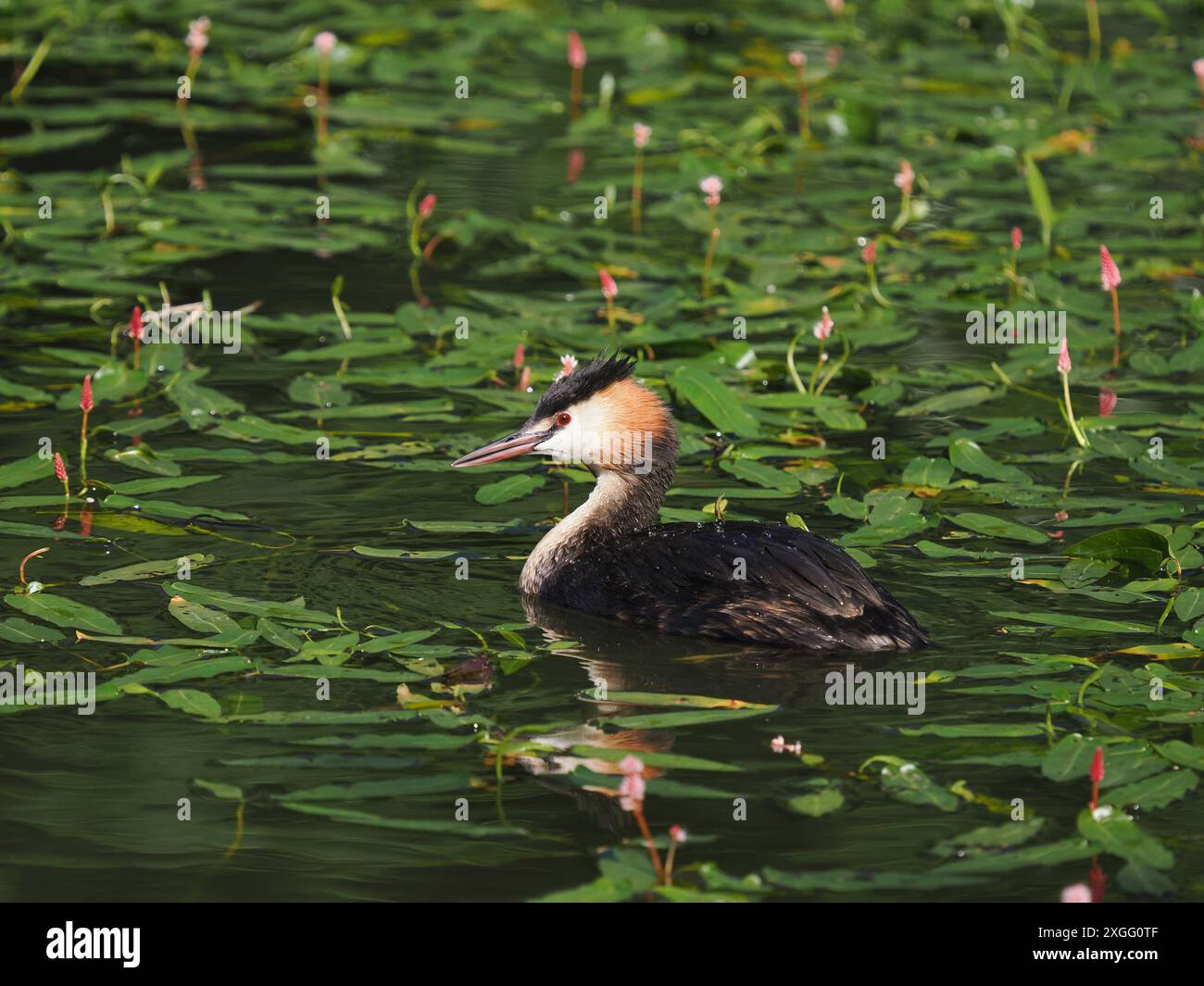 Great crested grebe swim through massed weeds underwater without any ...