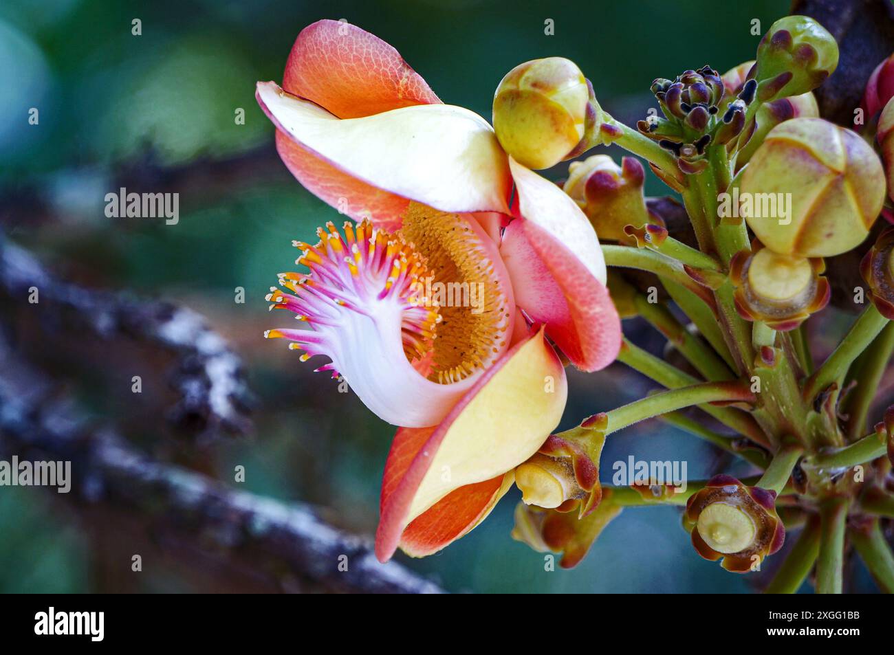 28 February 2015, Singapore: Couroupita Guianensis or Cannonball Tree ...