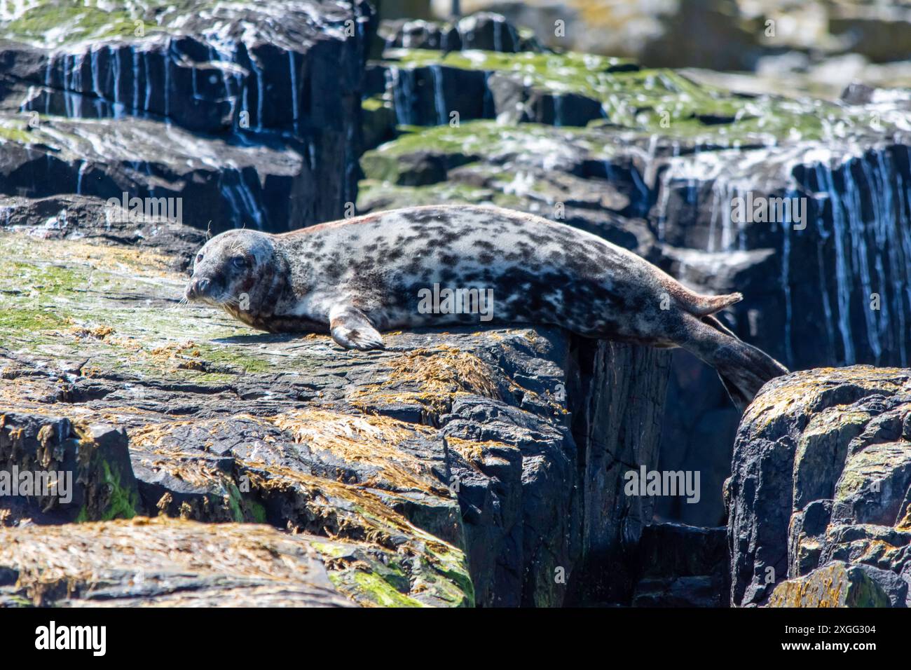 A Grey seal (Halichoerus grypus atlantica) rests on The Farne Islands ...