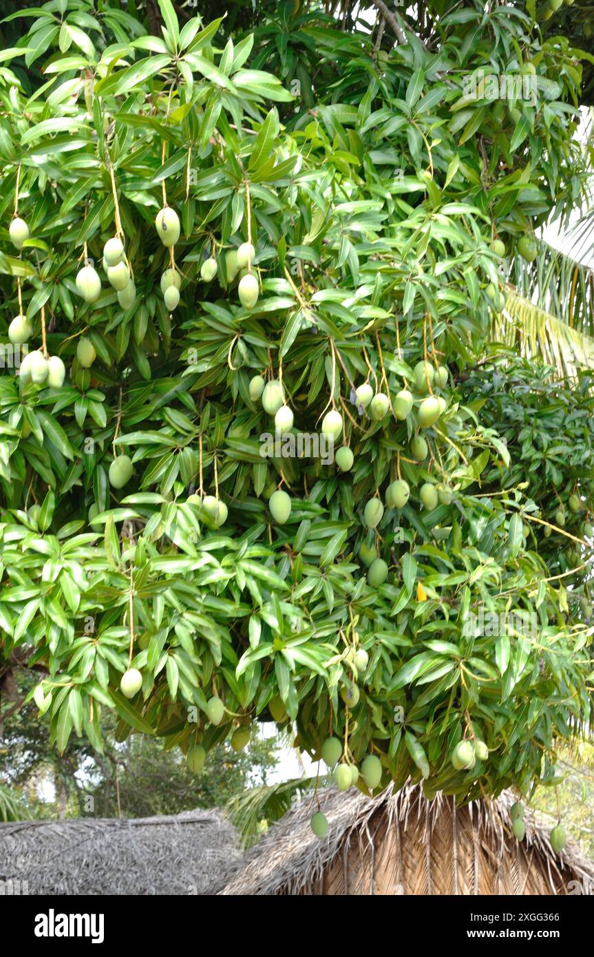 Mangoes on mango tree, Inhambane Province, Mozambique. - almost ripe ...
