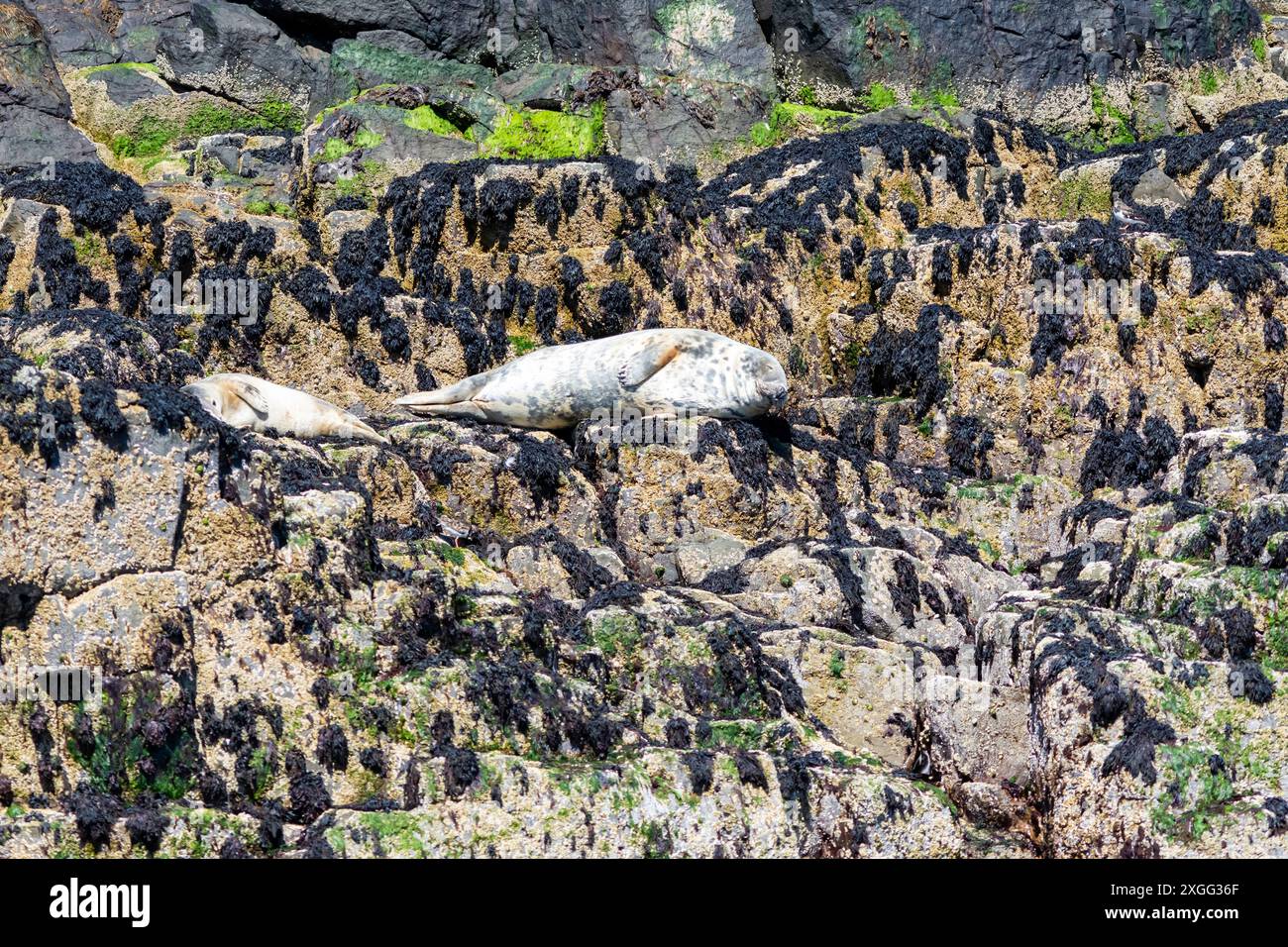 A Grey seal (Halichoerus grypus atlantica) rests on The Farne Islands ...
