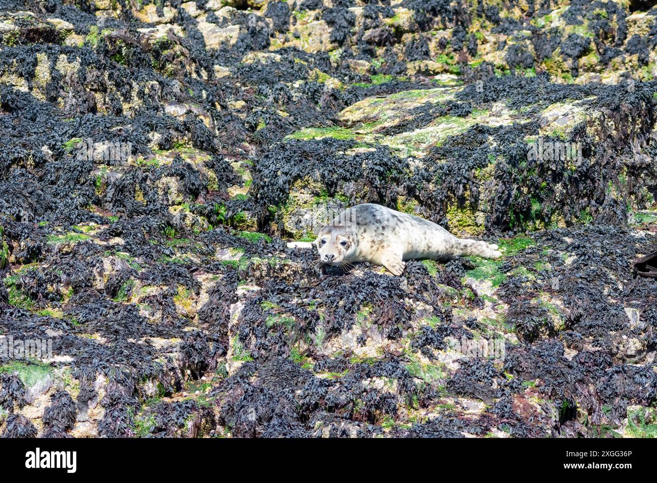 A Grey seal (Halichoerus grypus atlantica) rests on The Farne Islands ...