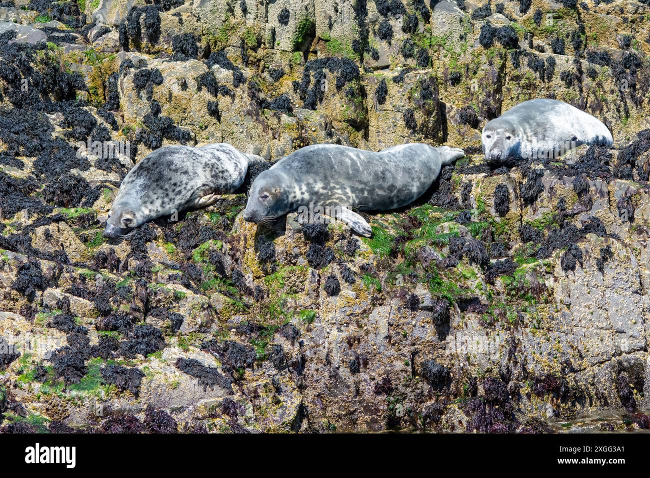 A Grey seal (Halichoerus grypus atlantica) rests on The Farne Islands ...
