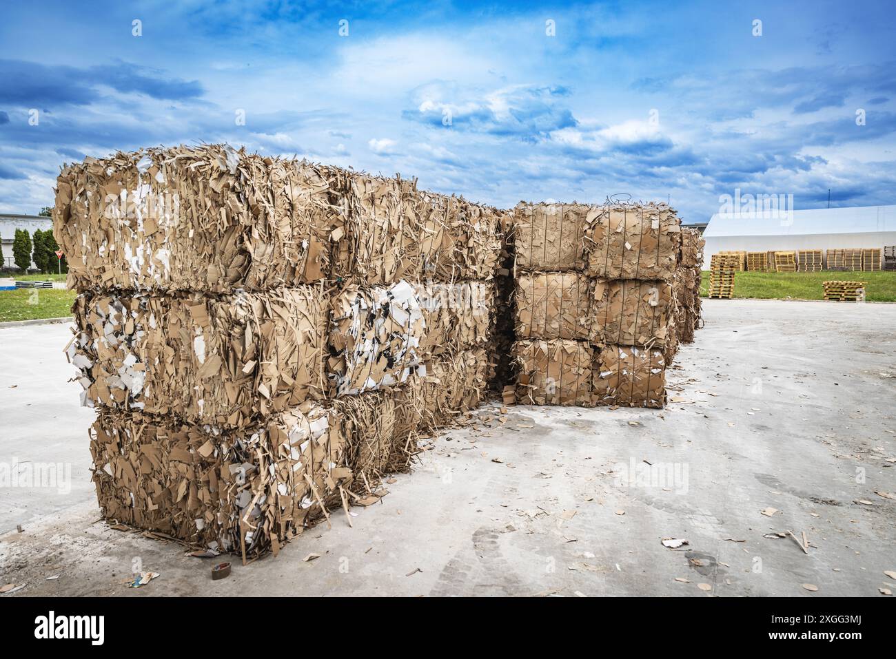 Large pressed cardboard cubes are lying on a concrete floor ready for ...