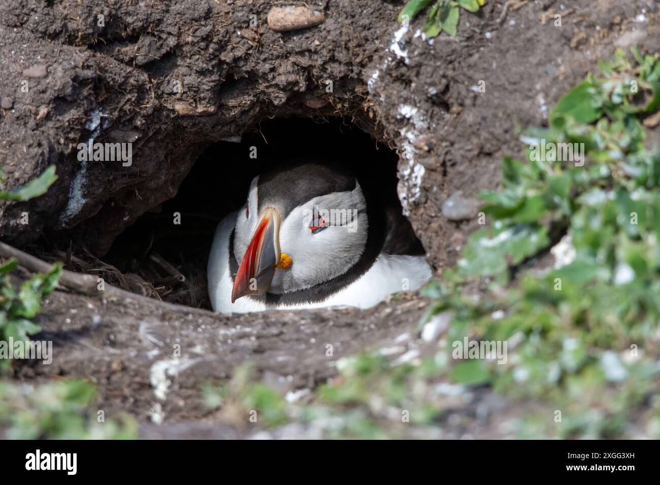 An Atlantic Puffin (Fratercula arctica) hides in its burrow on The ...