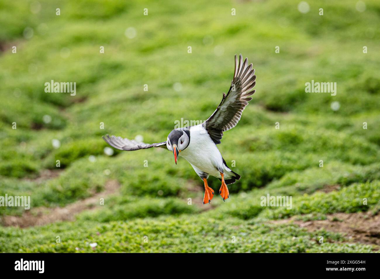 Puffin in flight, cute and close-up images of these clown-like bird ...