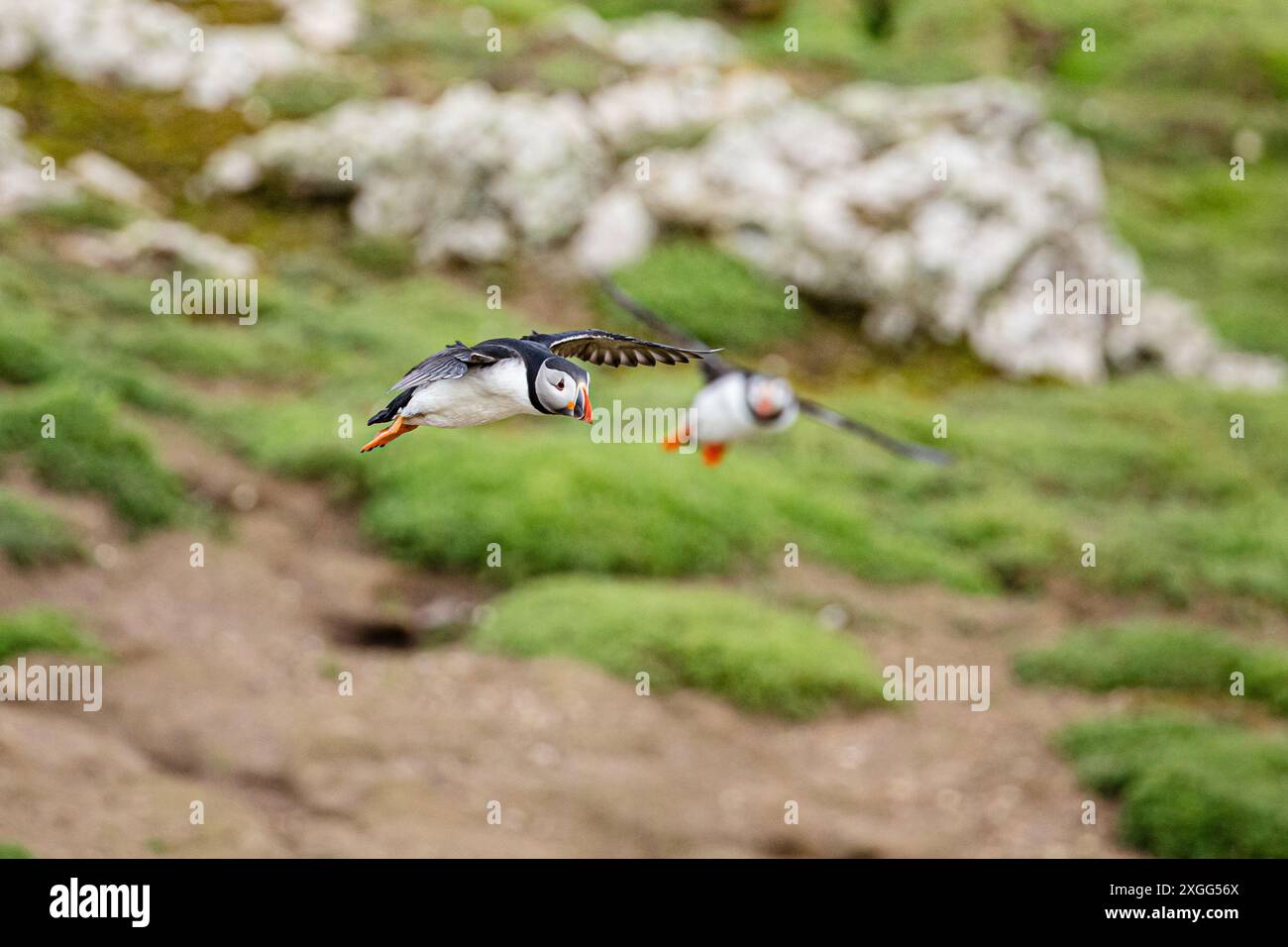Puffin in flight, cute and close-up images of these clown-like bird ...