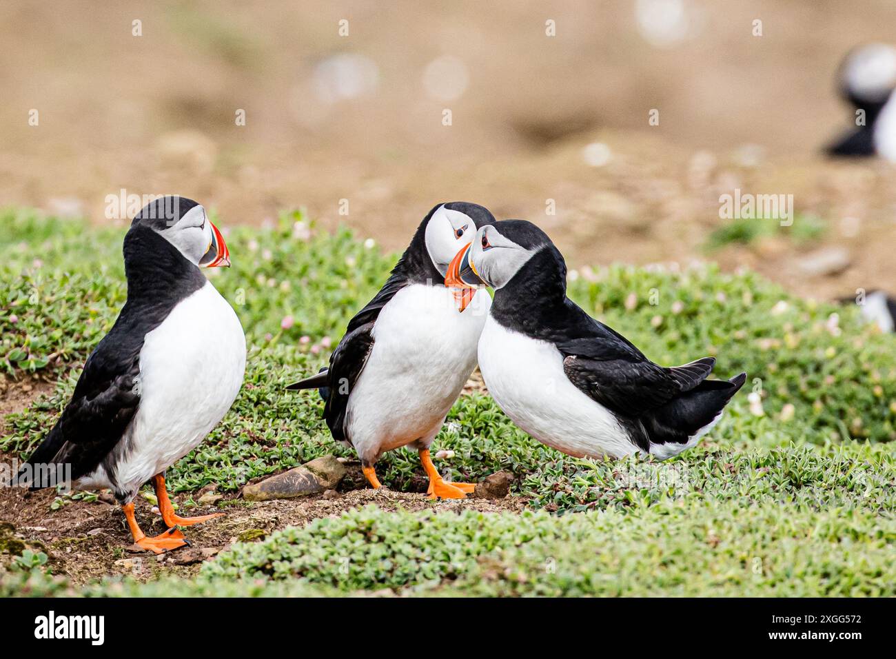 Puffins, very cute and close-up of little clown-like birds Stock Photo ...