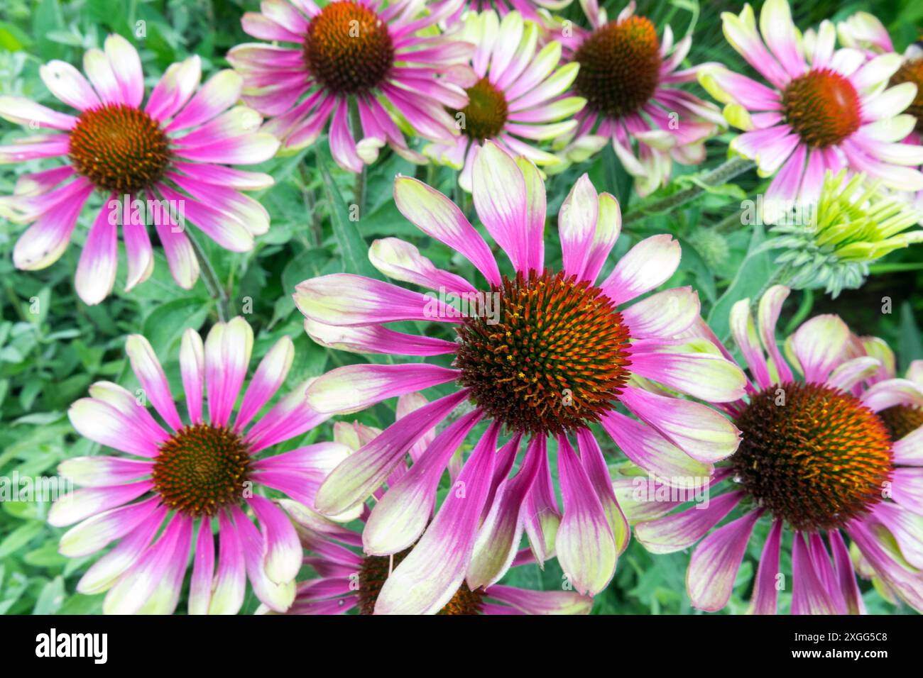 "Green Twister" Coneflowers Garden beautiful cultivar Purple coneflower ...