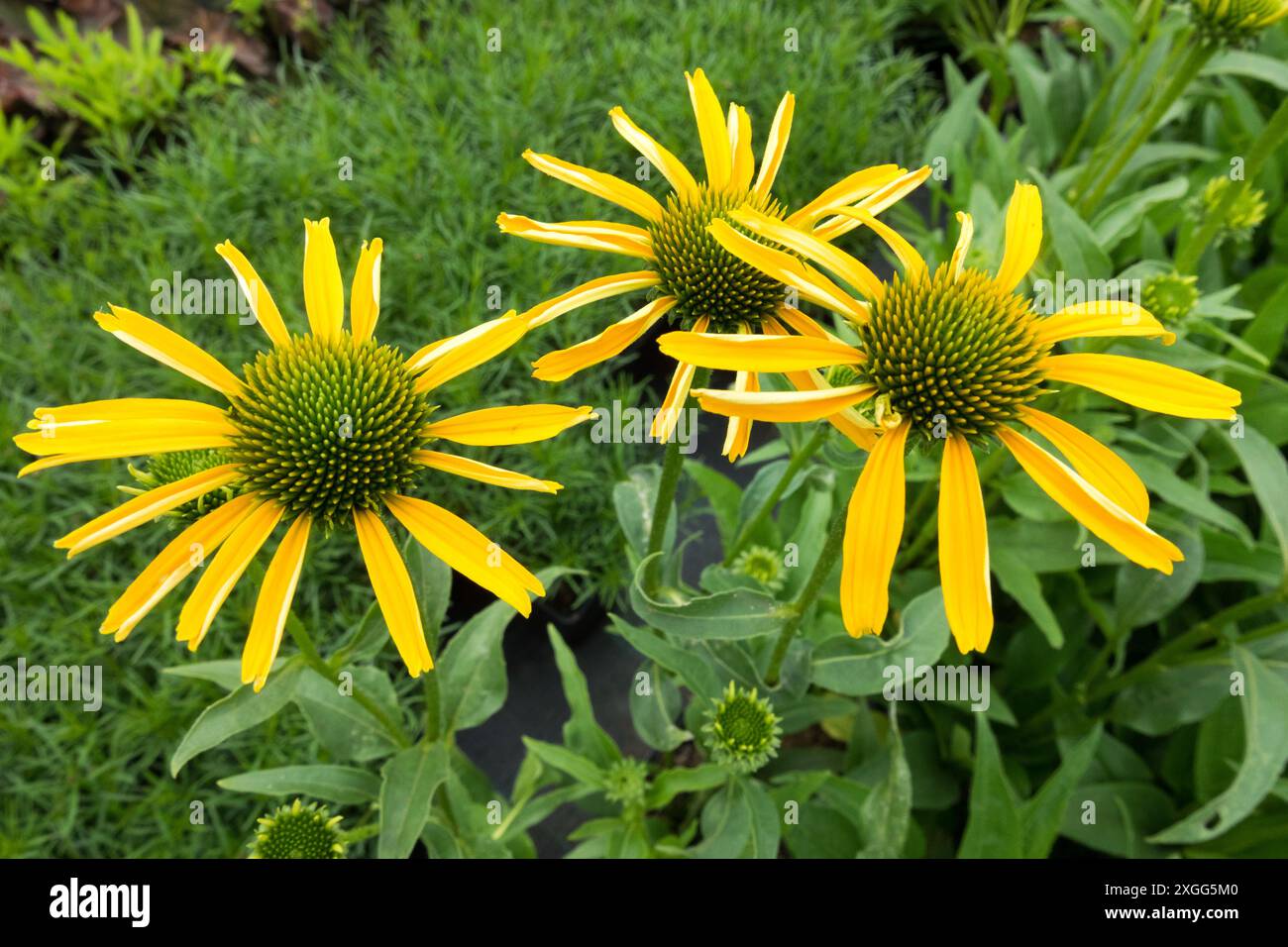 Echinacea purpurea "Skipper Yellow" flowering heads in garden Stock ...
