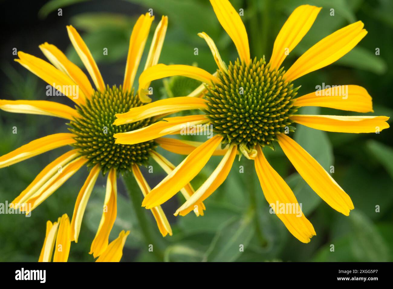 Echinacea purpurea "Skipper Yellow" flowers Stock Photo - Alamy