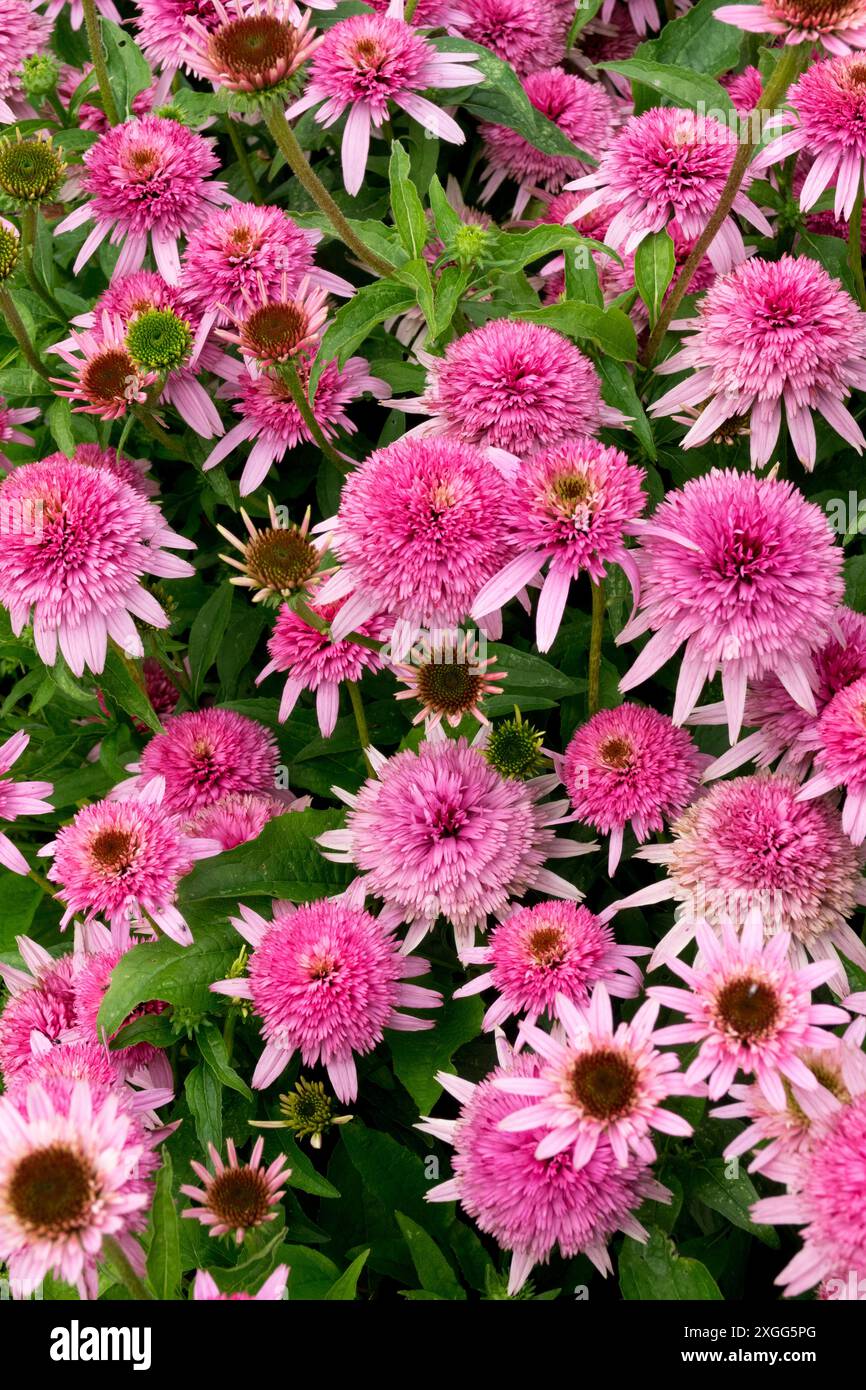 Echinacea purpurea "Butterfly Kisses" Garden Plants Perennials ...