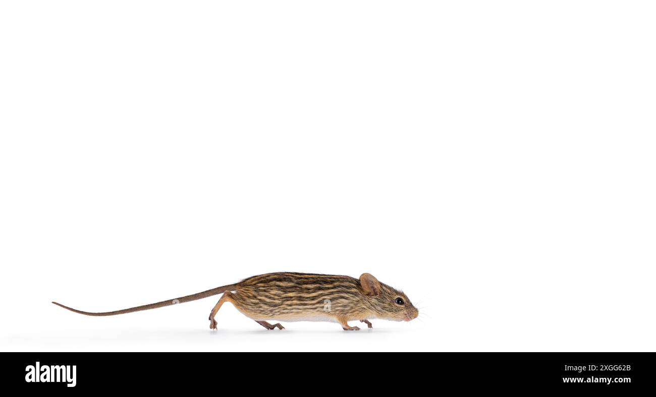 Striped grass mouse running from left to right in a hurry. Looking ...