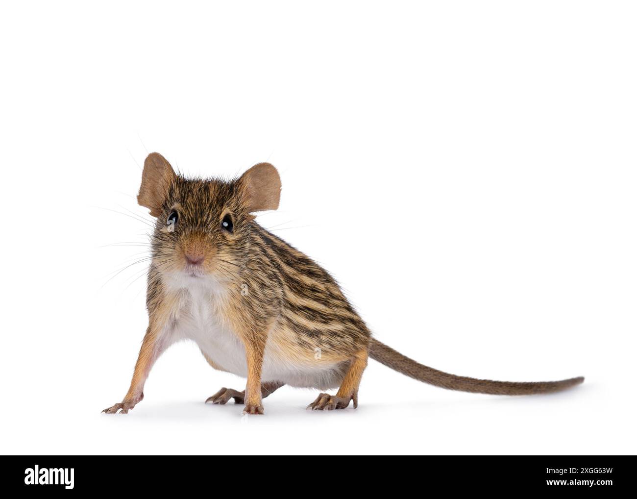 Striped grass mouse standing curious diagonal high on legs. Looking ...