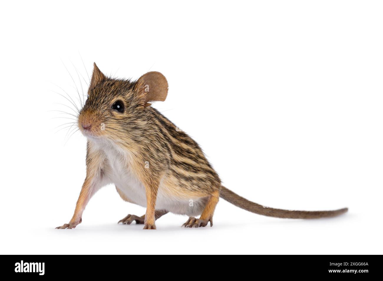 Striped grass mouse standing curious diagonal high on legs. Looking ...