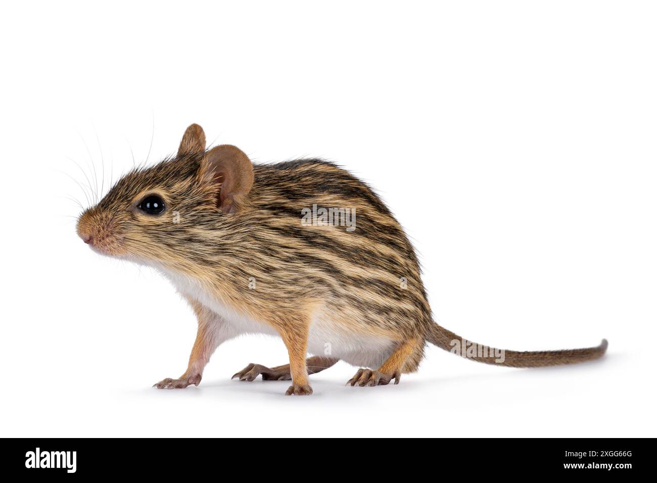 Striped grass mouse standing hi-res stock photography and images - Alamy