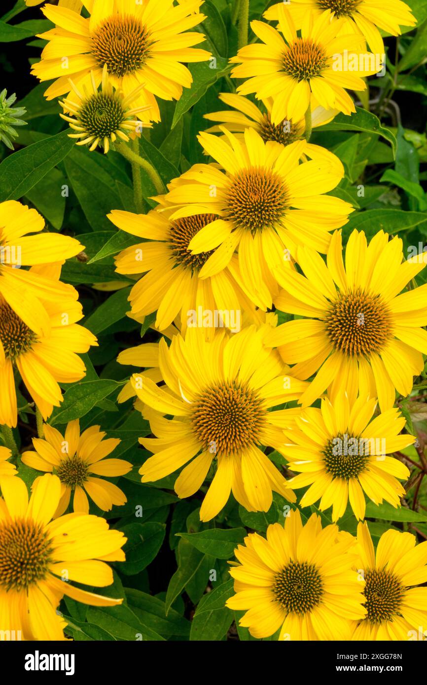 Echinacea purpurea "Papallo Classic Deep Yellow" Flowers Heads Echinaceas Yellow Flowering ...